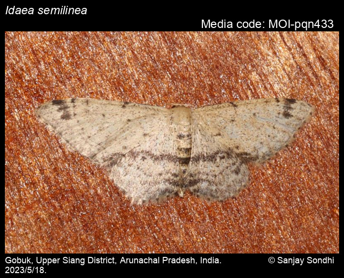semilinea | Moths